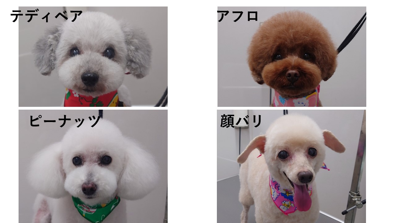 トリミングの時にどんなカットにしていますか？いろいろな犬のカットを紹介します！ | 市川市・鎌ケ谷市の動物病院『ALL動物病院グループ』皮膚科/腫瘍科