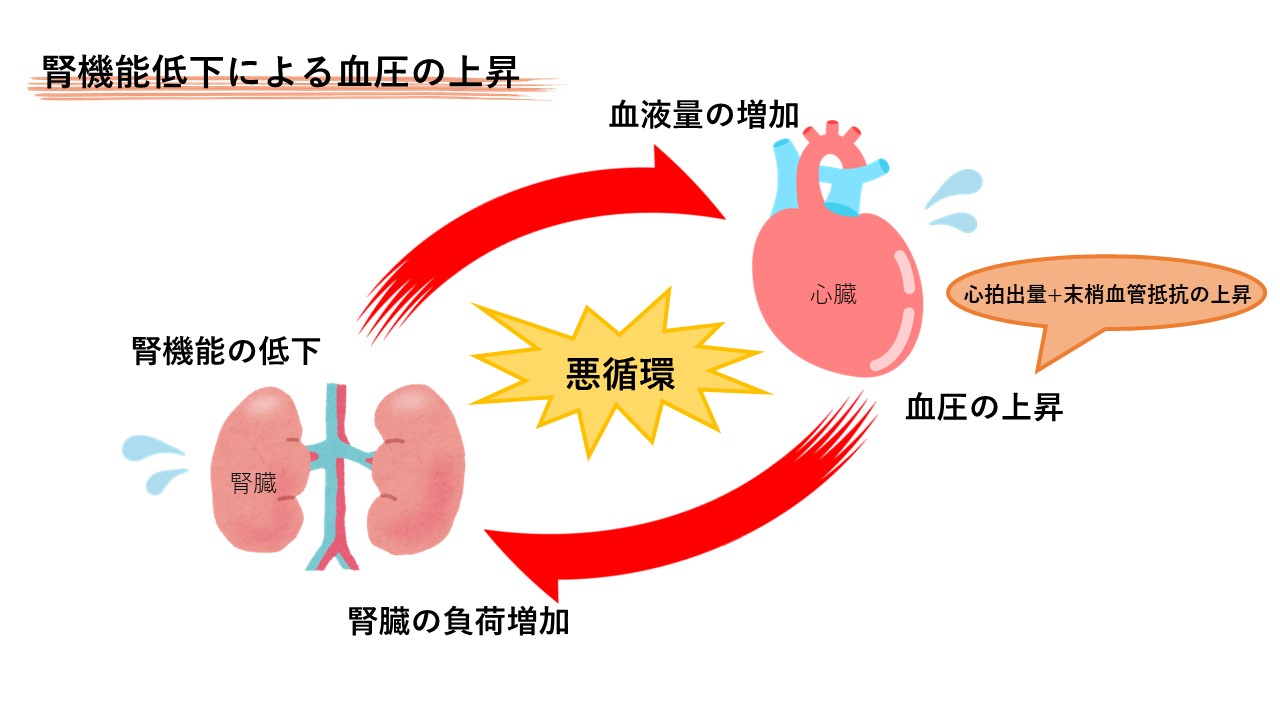腎臓はどんな働きをしているの？意外と知らない役割をご紹介します！ | 市川市・鎌ケ谷市の動物病院『ALL動物病院グループ』皮膚科/腫瘍科